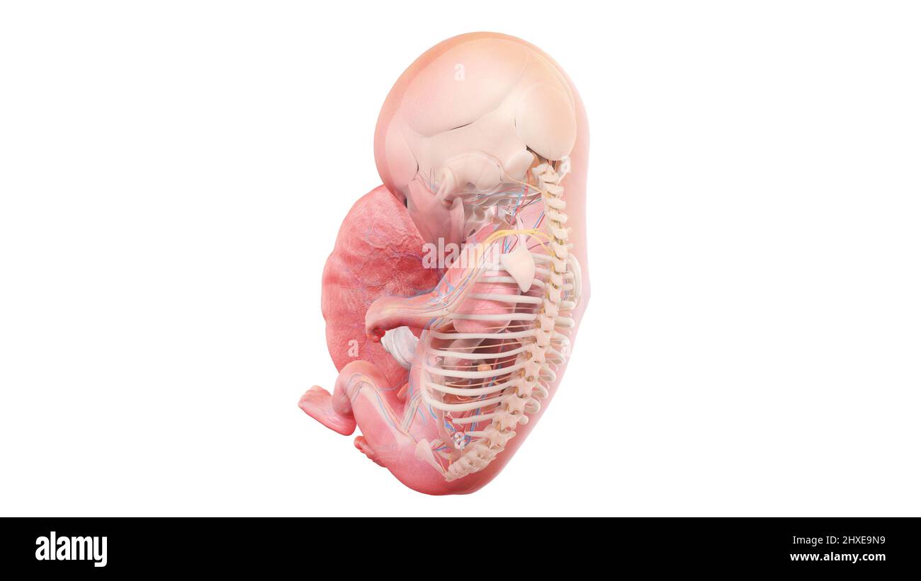 Human foetus anatomy at week 11, illustration Stock Photo - Alamy