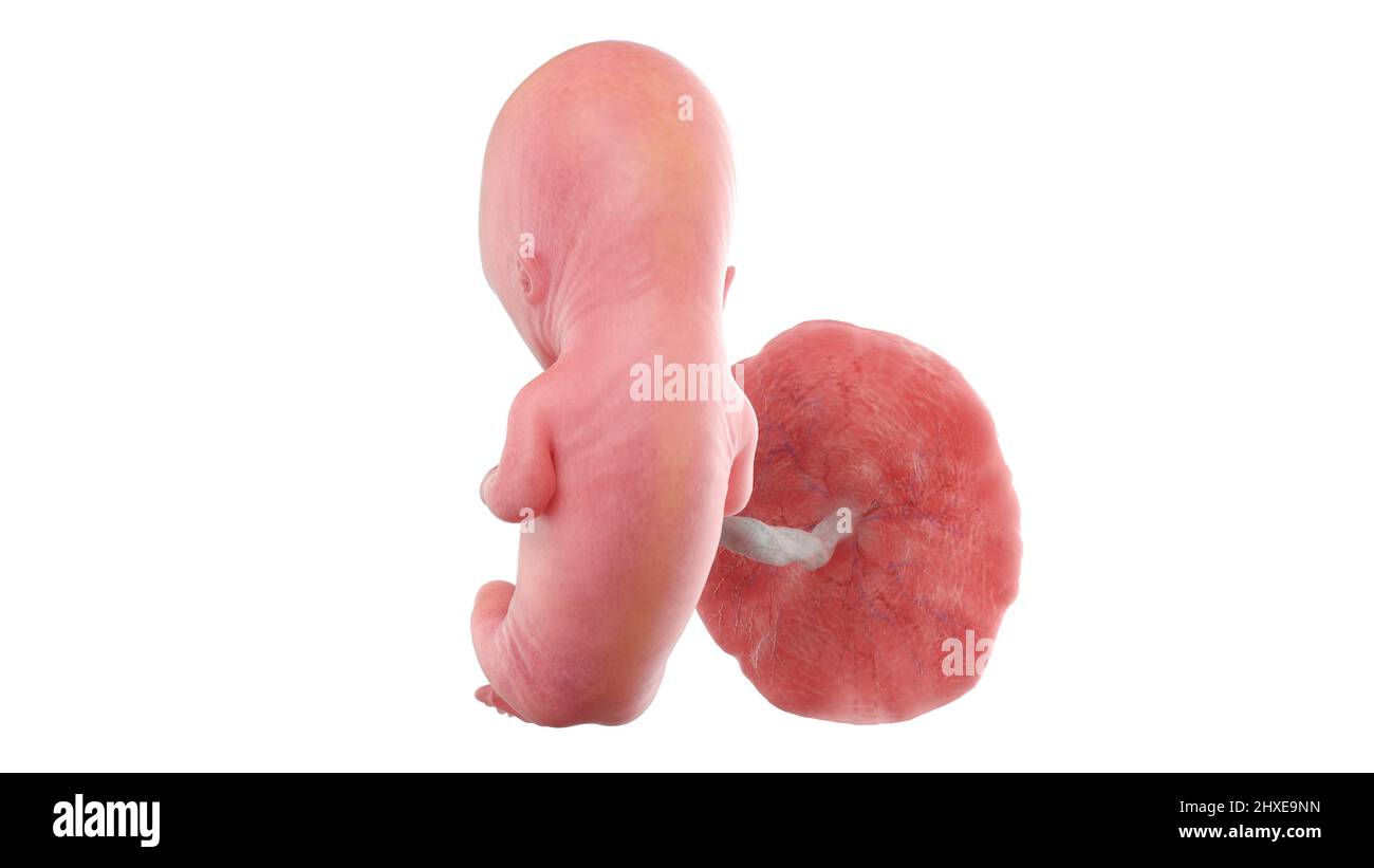 Human fetus 12 weeks hi-res stock photography and images - Alamy
