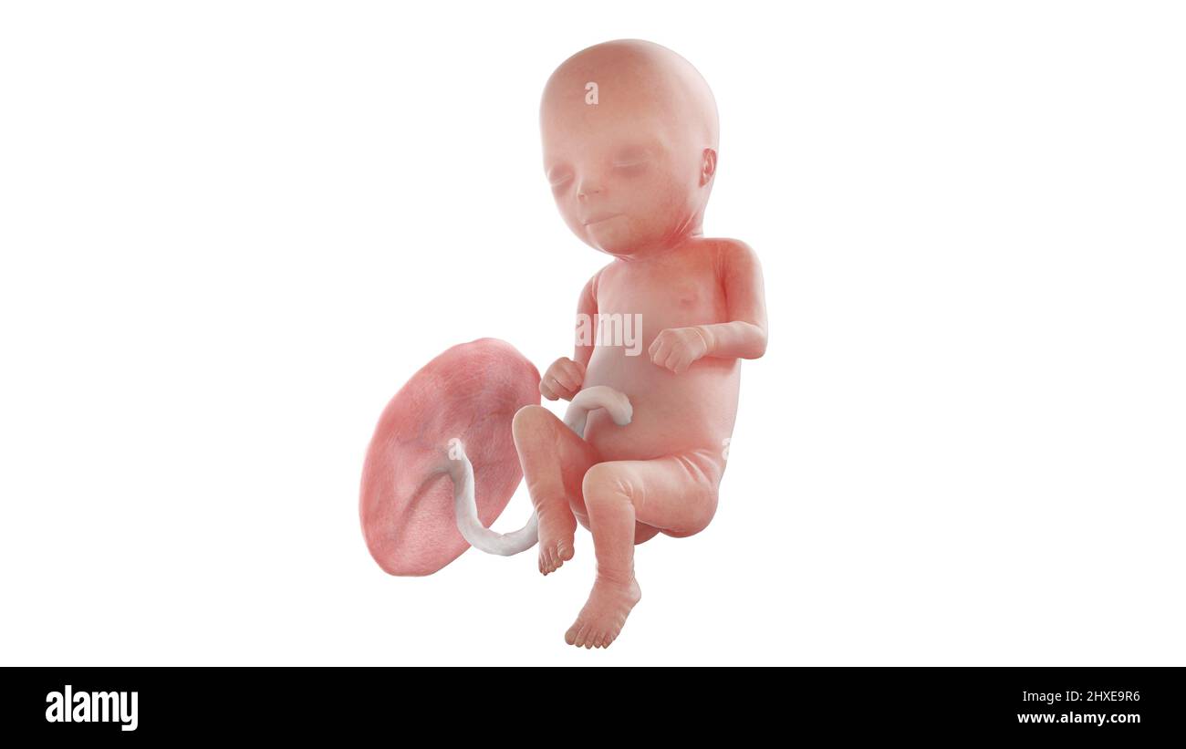Human foetus at week 16, illustration Stock Photo - Alamy