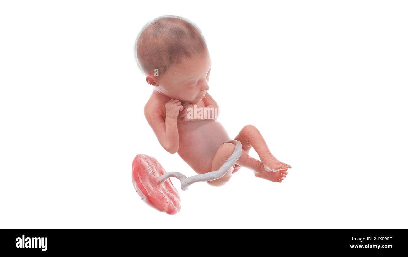 Human foetus at week 24, illustration Stock Photo - Alamy