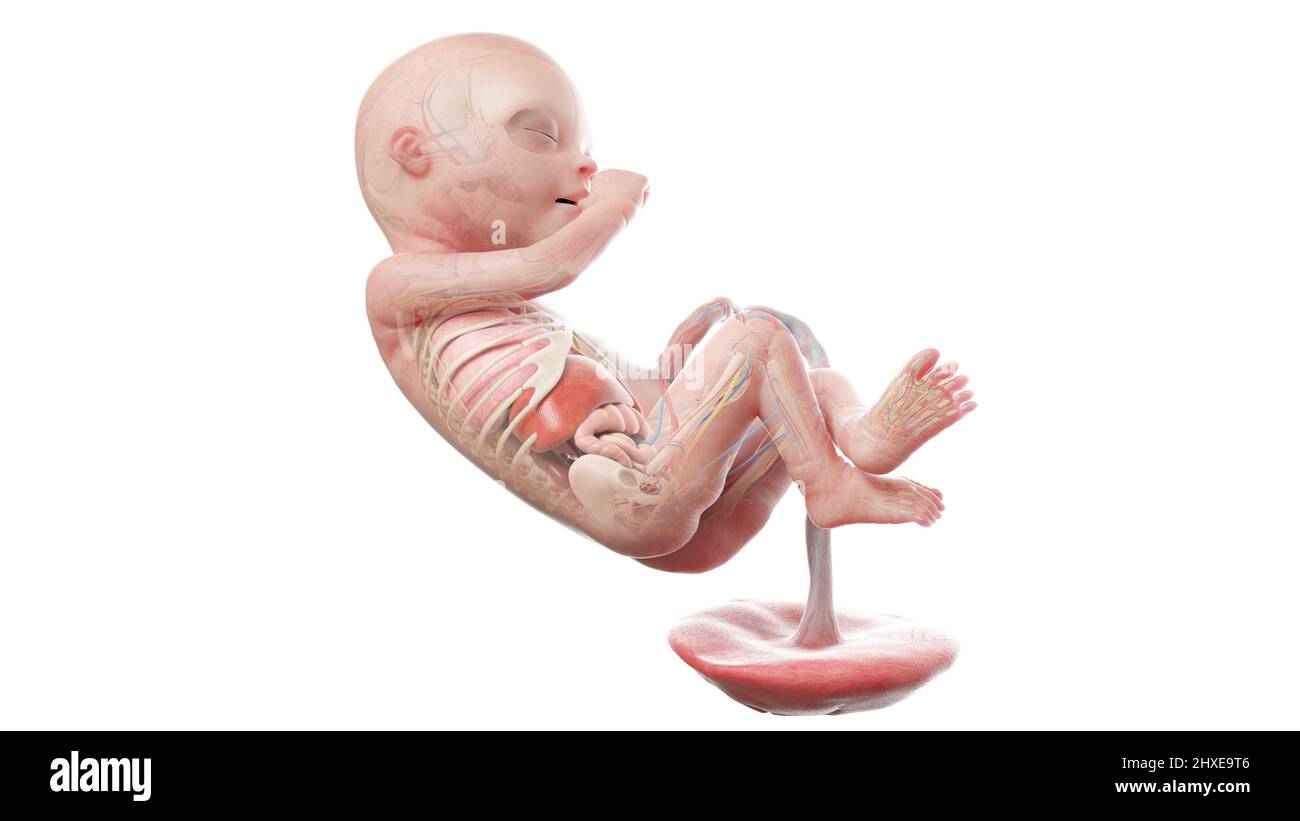 Human Embryo 20 Weeks