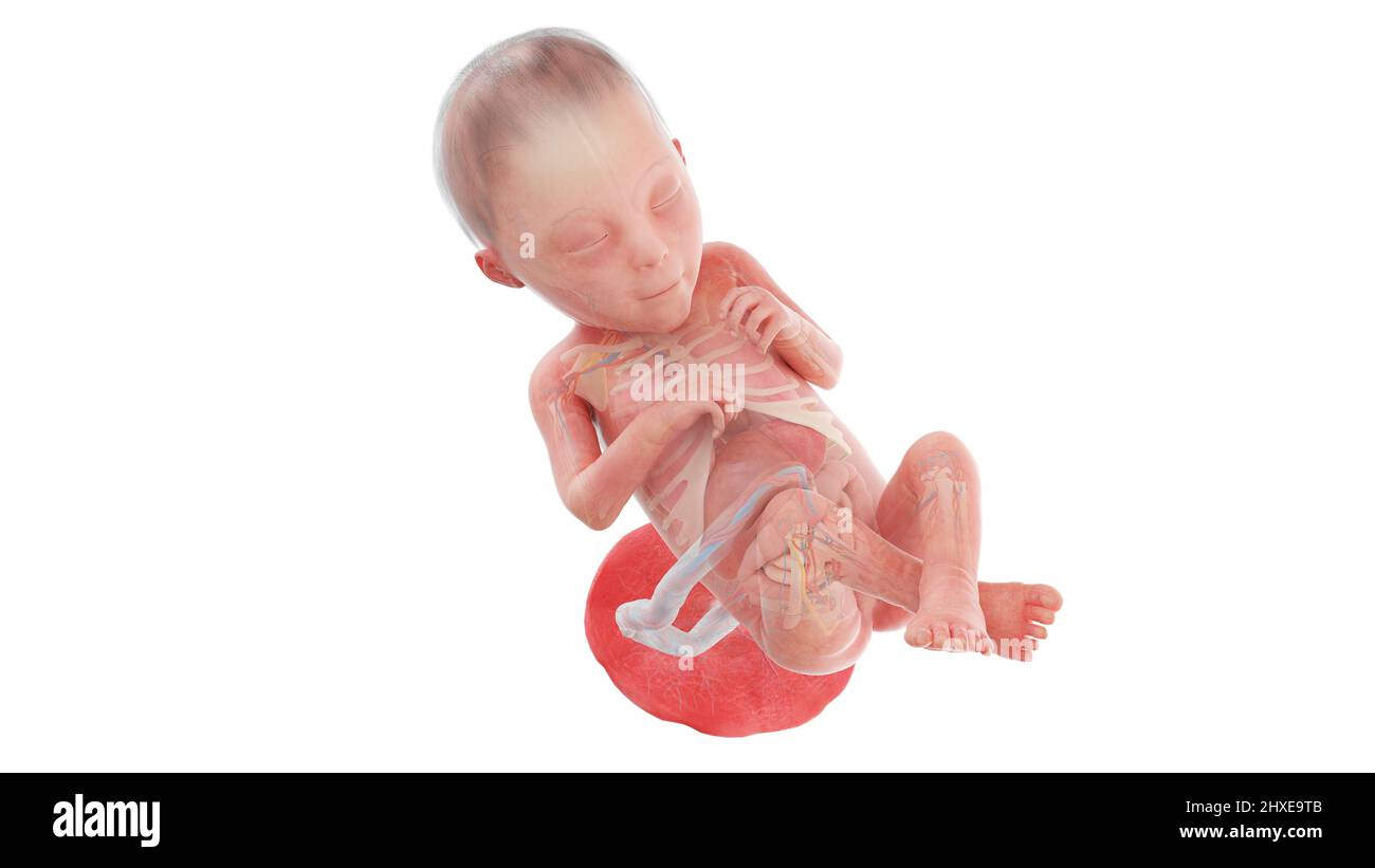 Human foetus anatomy at week 23, illustration Stock Photo - Alamy