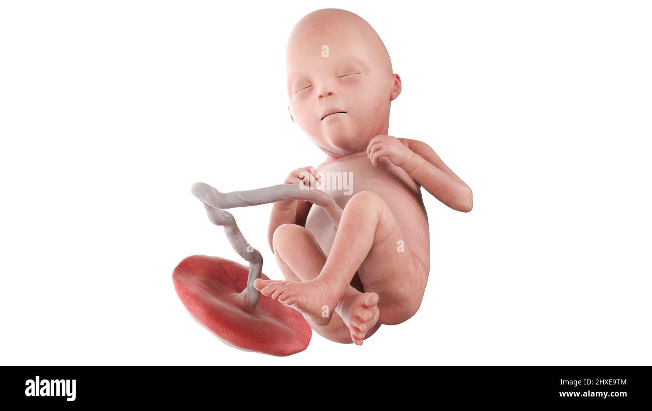Human foetus at week 22, illustration Stock Photo - Alamy