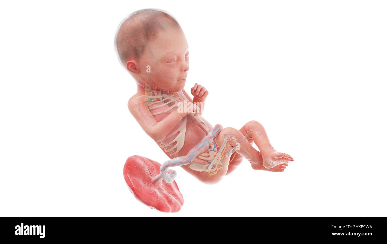 Human foetus anatomy at week 23, illustration Stock Photo - Alamy