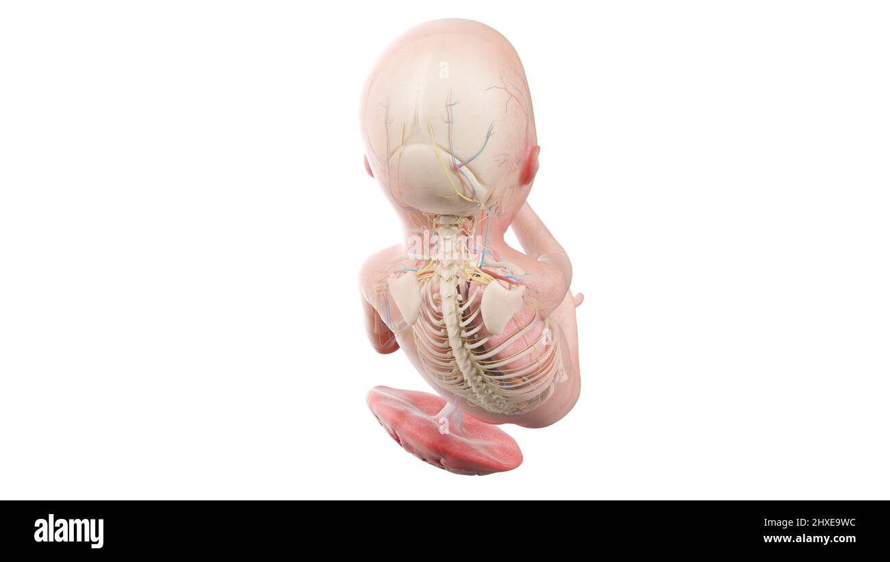 20 week fetus Cut Out Stock Images & Pictures - Alamy