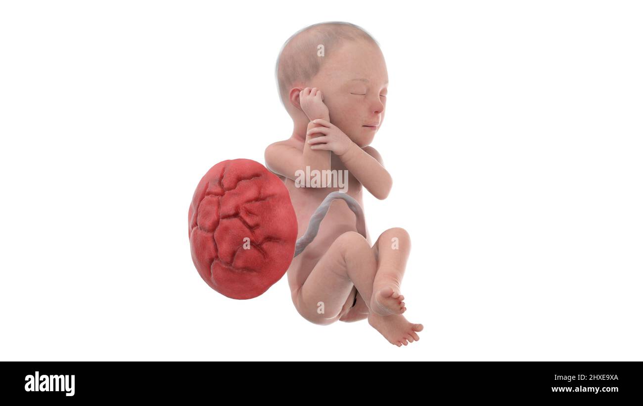 Human foetus at week 29, illustration Stock Photo - Alamy
