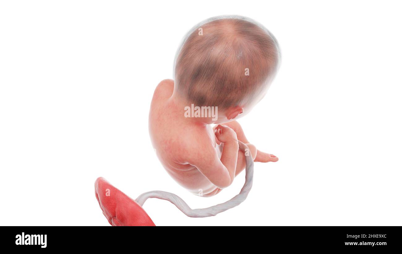 Fetus 23 weeks hi-res stock photography and images - Alamy