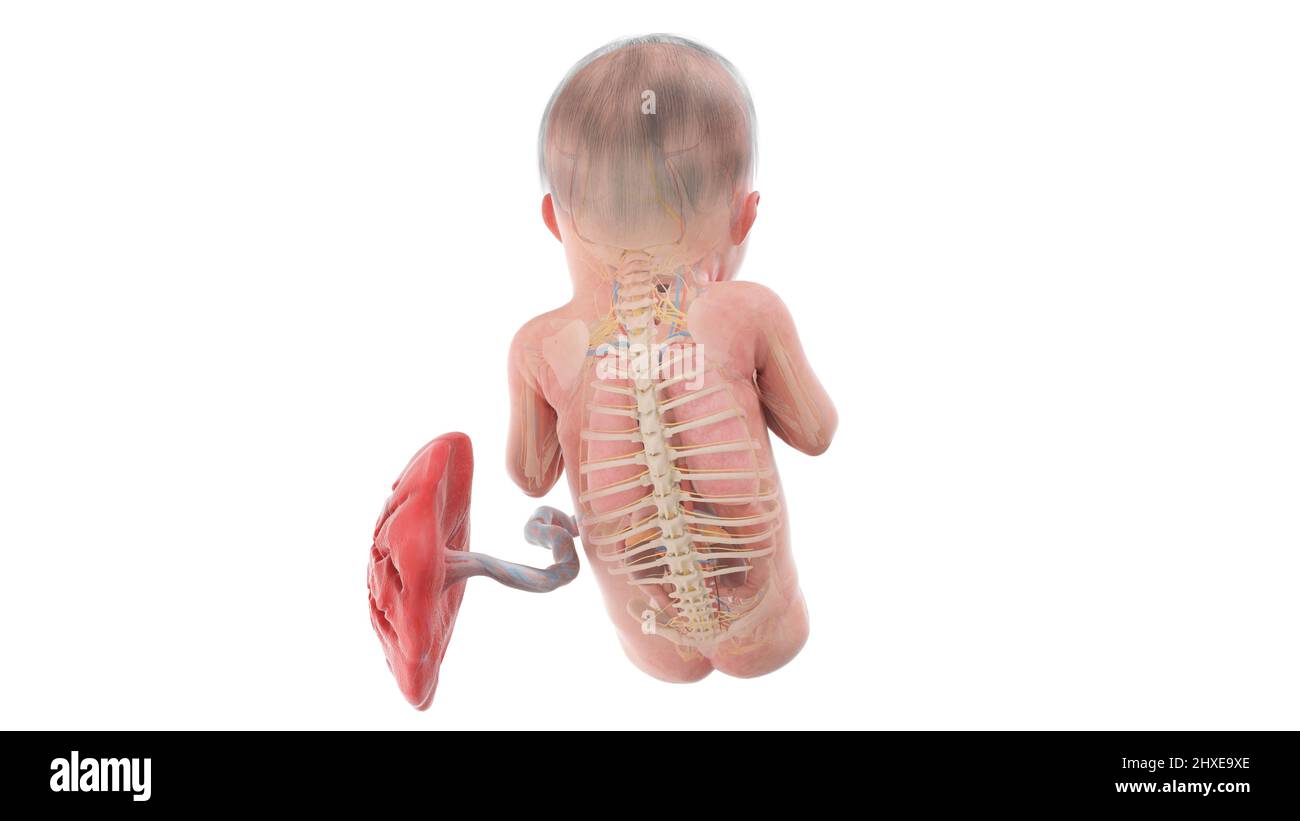 Human foetus anatomy at week 26, illustration Stock Photo - Alamy