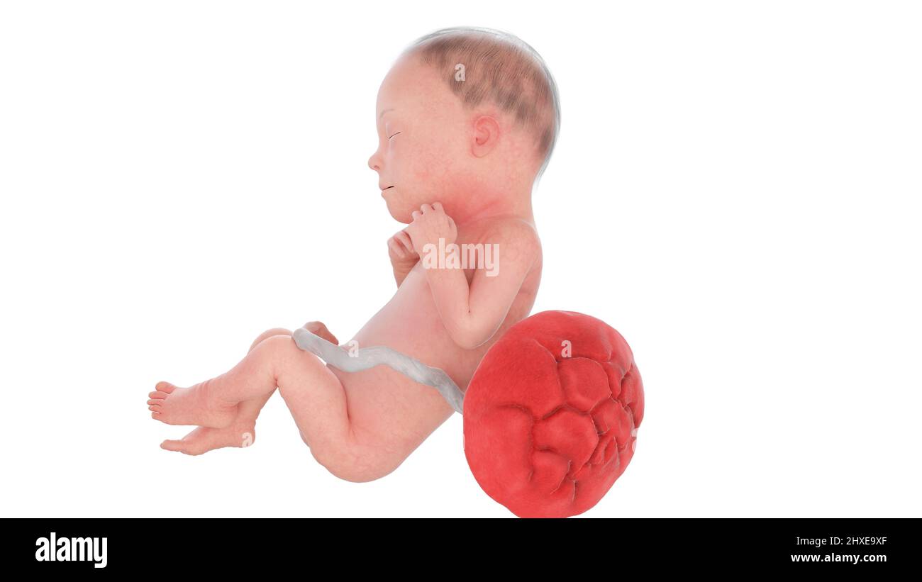 Fetal development 26 weeks Cut Out Stock Images & Pictures - Alamy