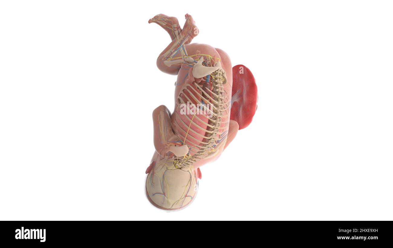 Human foetus anatomy at week 36, illustration Stock Photo - Alamy