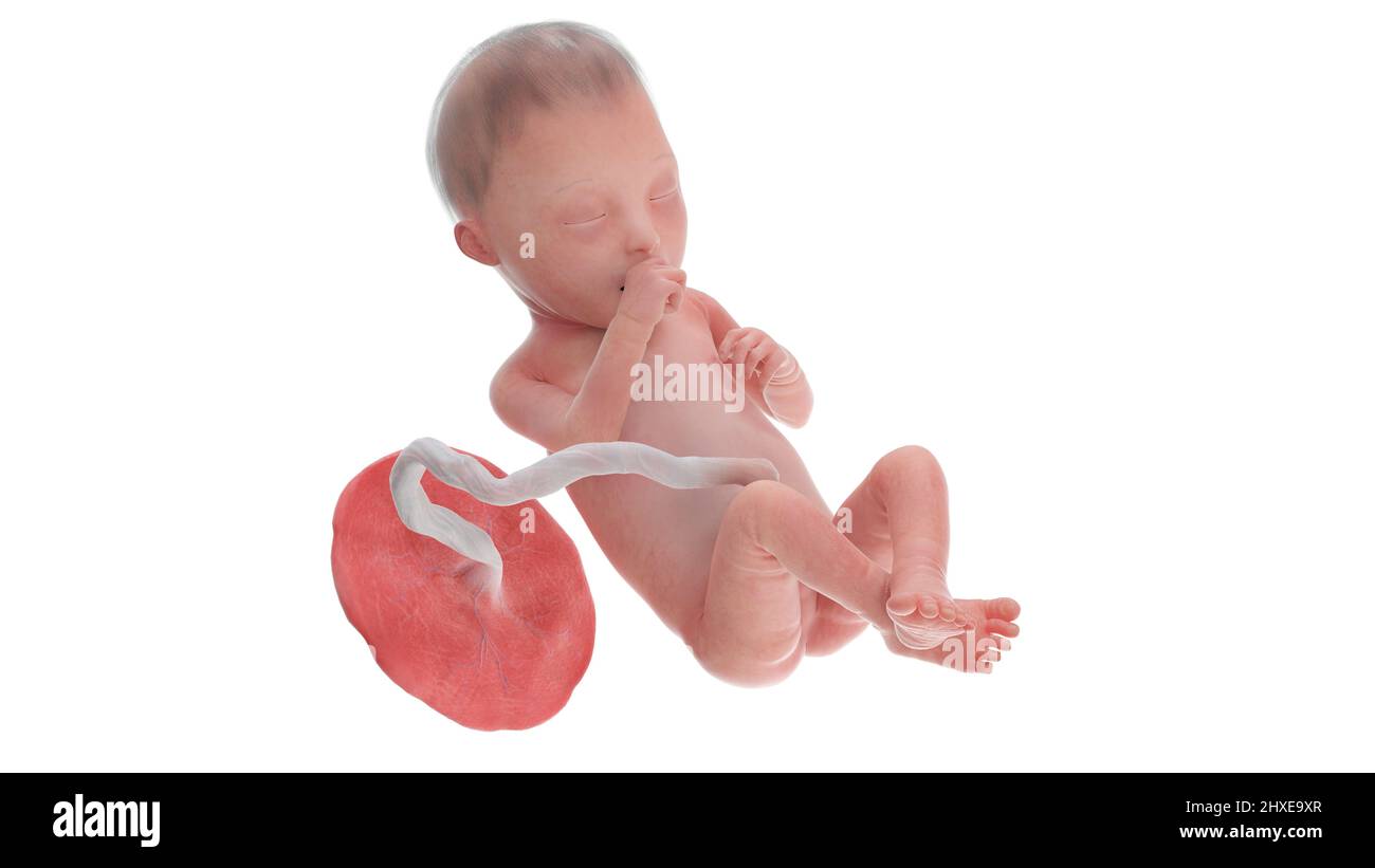 25 weeks fetus hi-res stock photography and images - Alamy