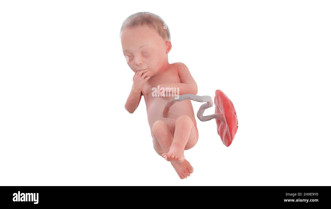 Human foetus at week 28, illustration Stock Photo - Alamy