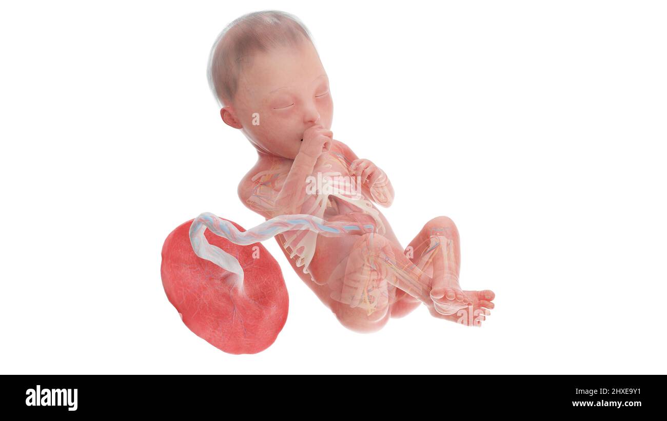 Human foetus anatomy at week 25, illustration Stock Photo - Alamy