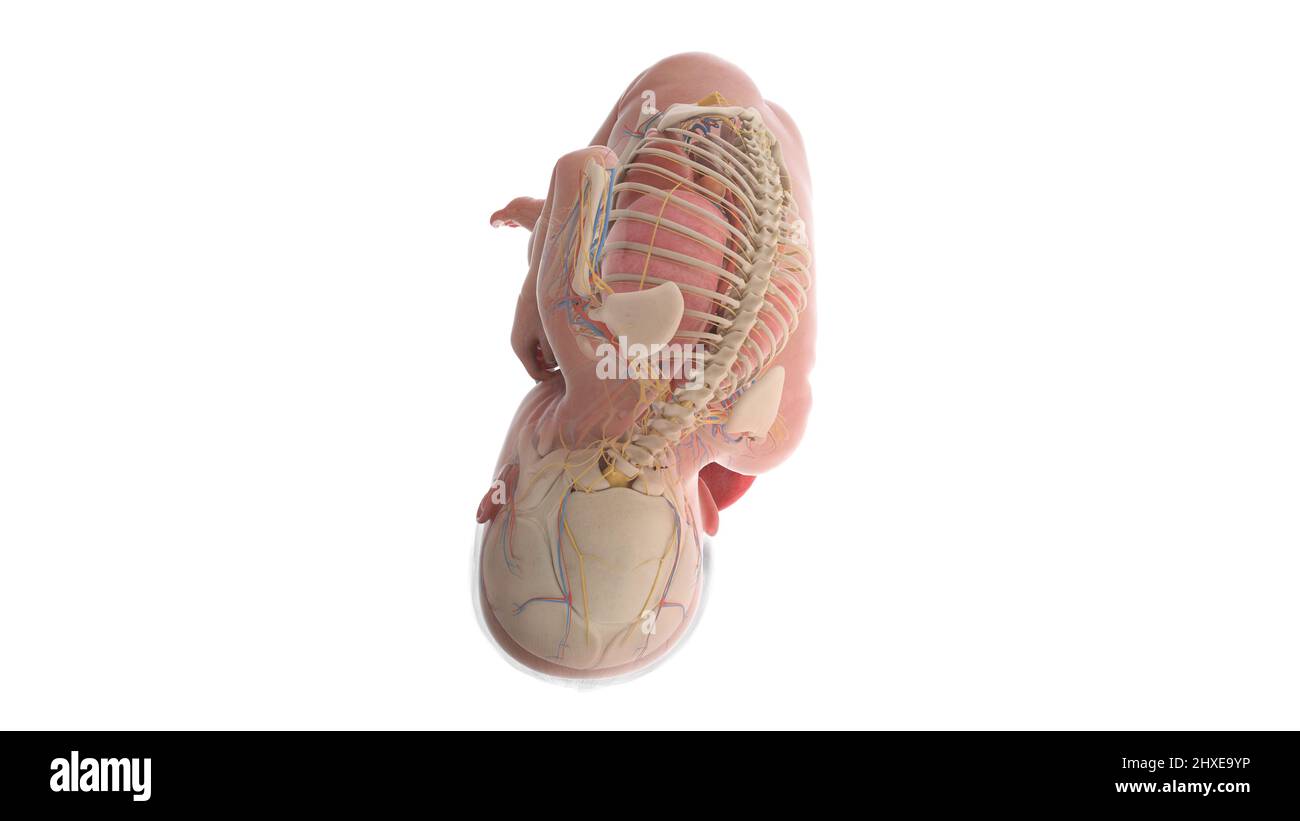 Human foetus anatomy at week 37, illustration Stock Photo - Alamy