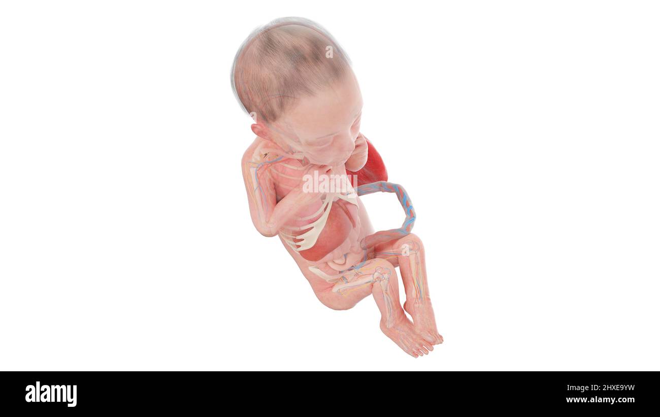 Human foetus anatomy at week 26, illustration Stock Photo - Alamy