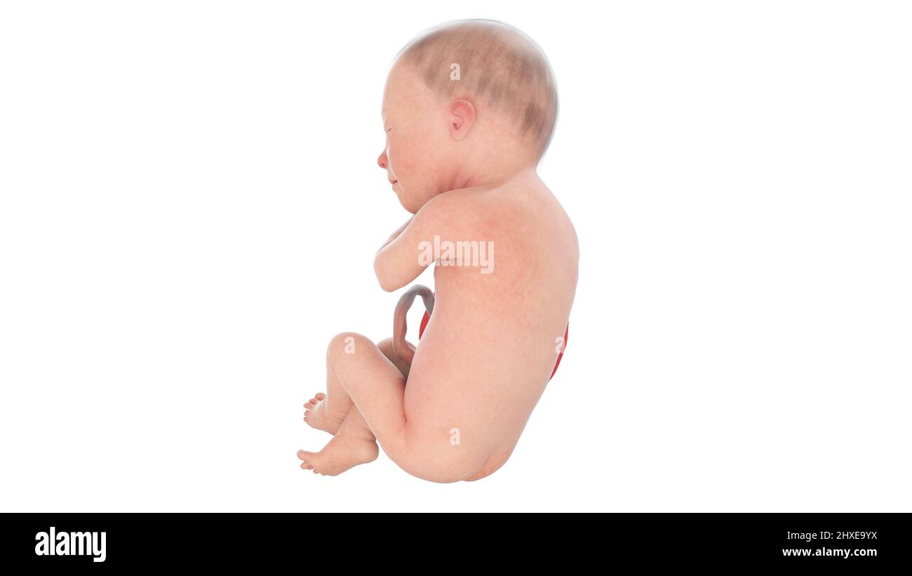 Human foetus at week 29, illustration Stock Photo - Alamy