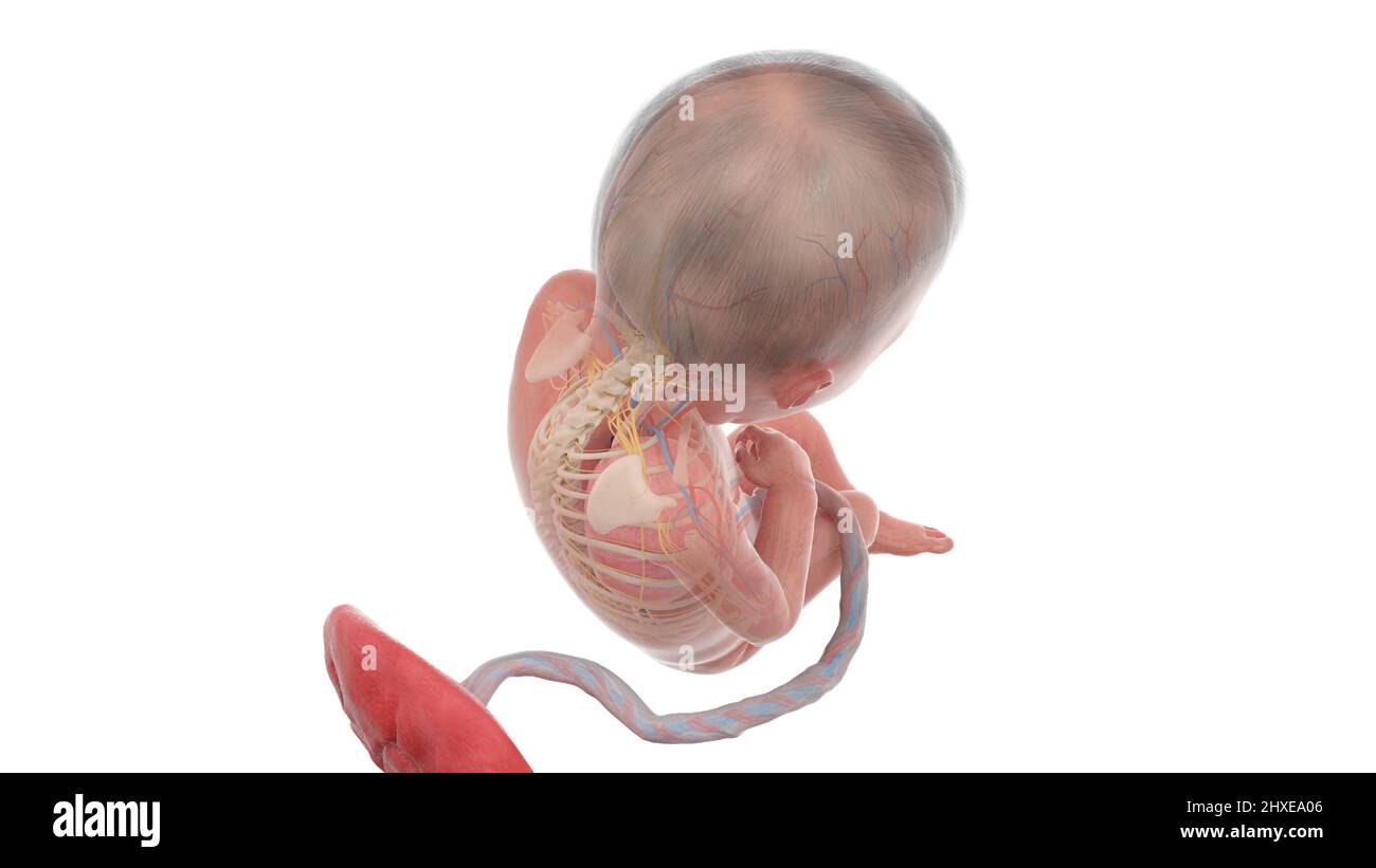 Human foetus anatomy at week 23, illustration Stock Photo - Alamy