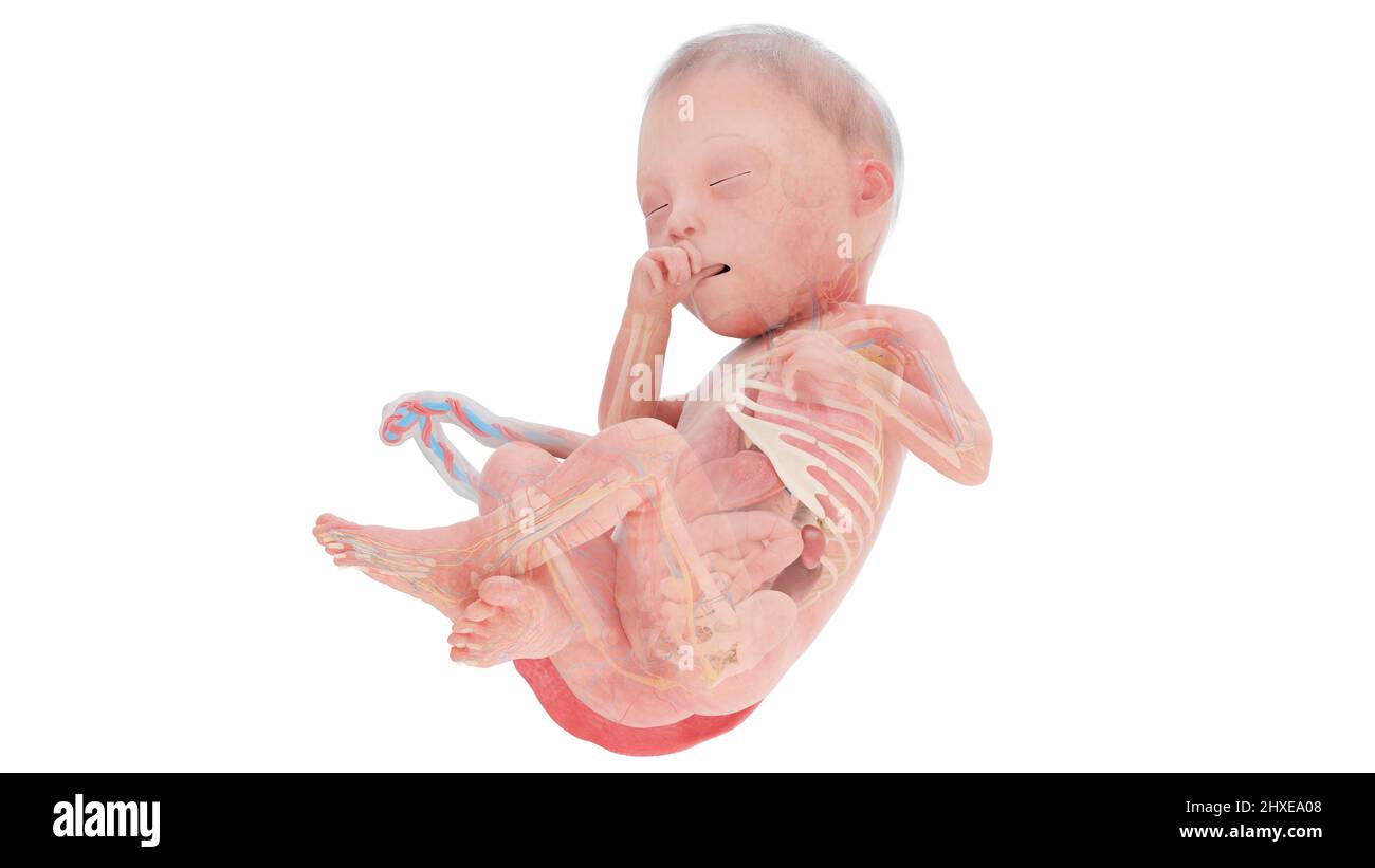 Human foetus anatomy at week 25, illustration Stock Photo - Alamy
