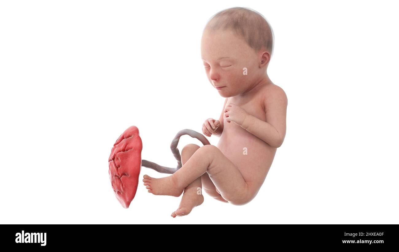 Human Fetus 30 Weeks