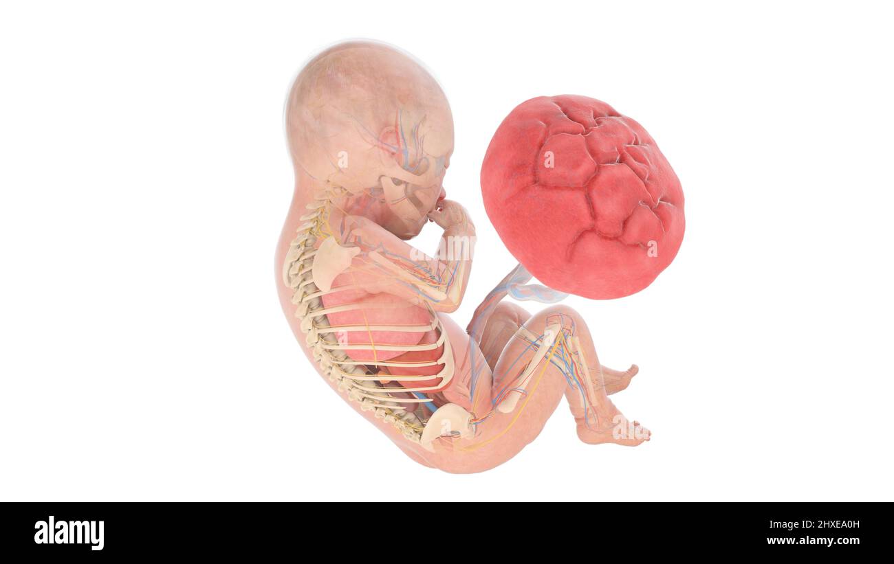 Human foetus anatomy at week 34, illustration Stock Photo - Alamy