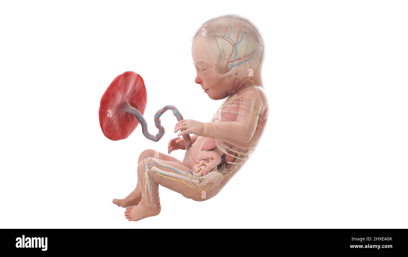 Fetal development week 31 Cut Out Stock Images & Pictures - Alamy