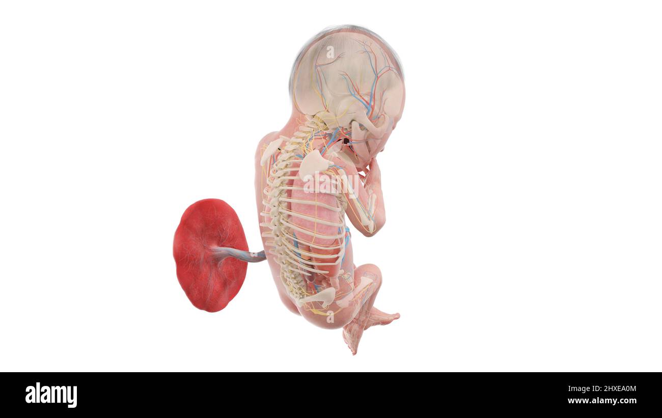 28 week fetus hi-res stock photography and images - Alamy