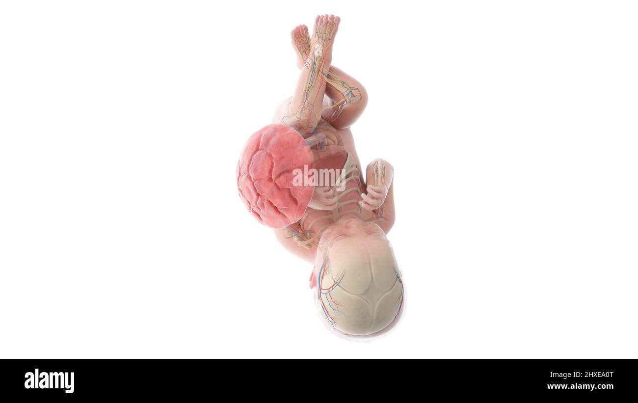 Human foetus anatomy at week 38, illustration Stock Photo - Alamy