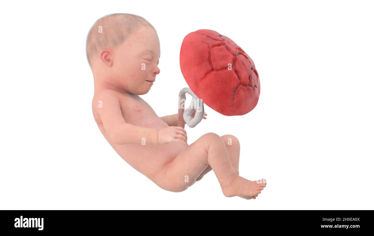 Human foetus at week 31, illustration Stock Photo - Alamy