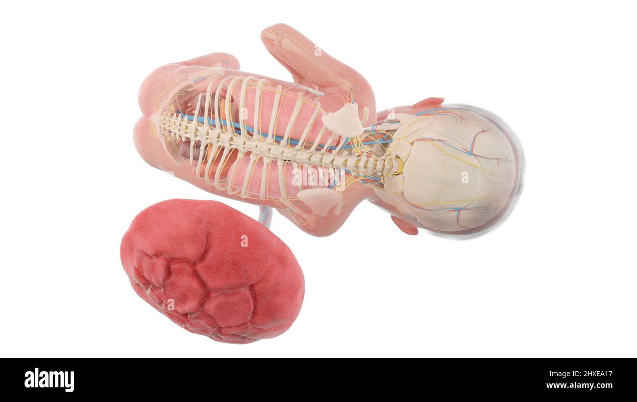 25 weeks fetus hi-res stock photography and images - Alamy