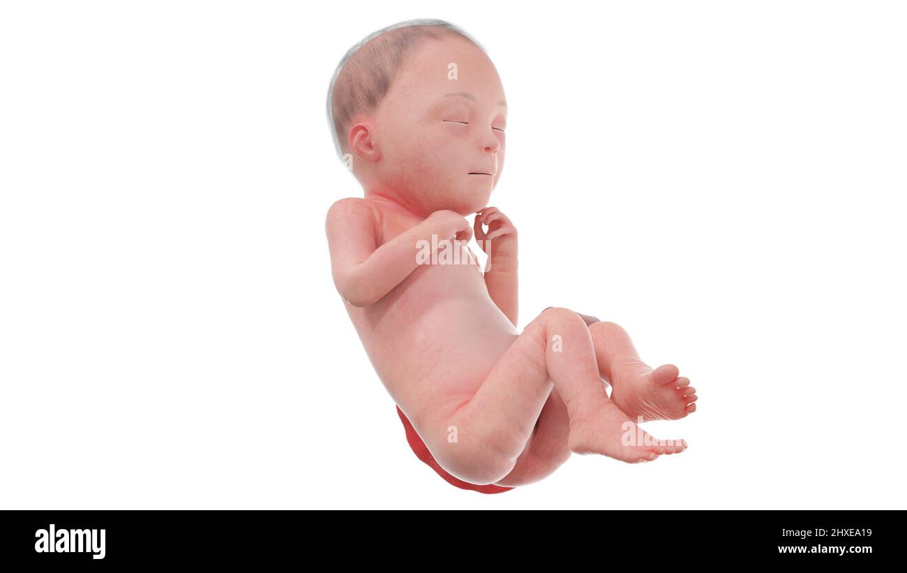 Human foetus at week 26, illustration Stock Photo - Alamy