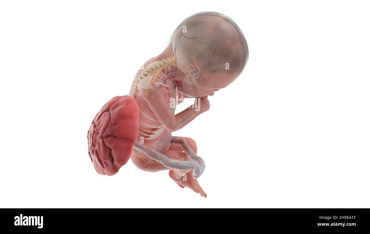 Human foetus anatomy at week 25, illustration Stock Photo - Alamy