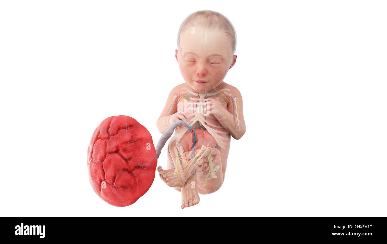 Human foetus anatomy at week 30, illustration Stock Photo - Alamy