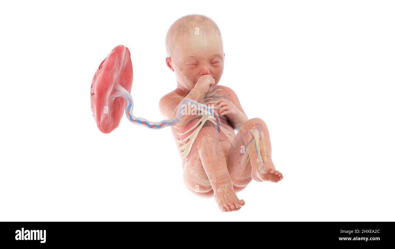 Human foetus anatomy at week 34, illustration Stock Photo - Alamy