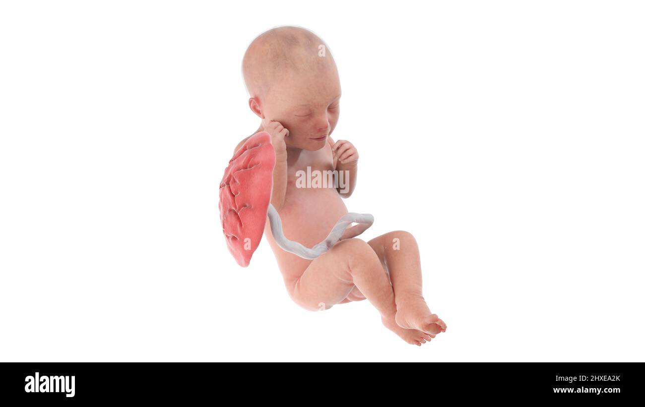 Human foetus at week 33, illustration Stock Photo - Alamy