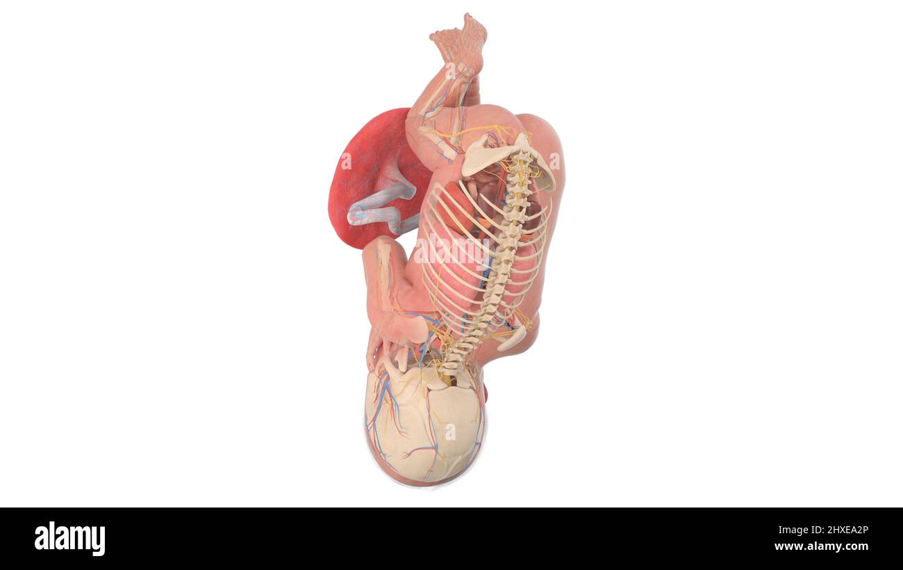 Human foetus anatomy at week 42, illustration Stock Photo - Alamy