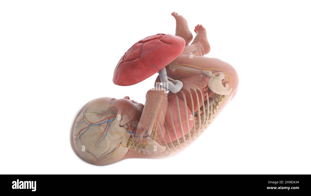 Human foetus anatomy at week 40, illustration Stock Photo - Alamy