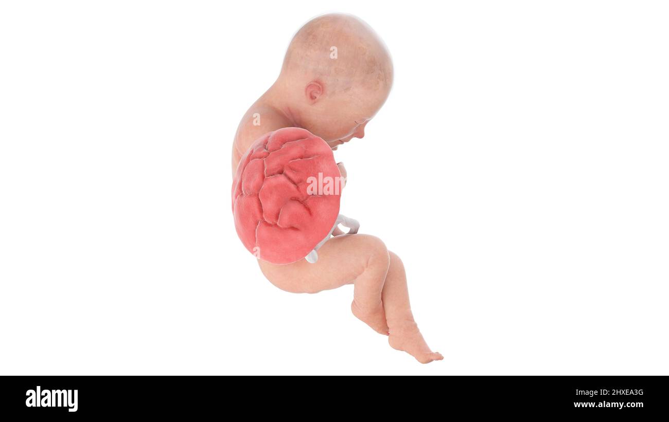 Human foetus at week 32, illustration Stock Photo - Alamy