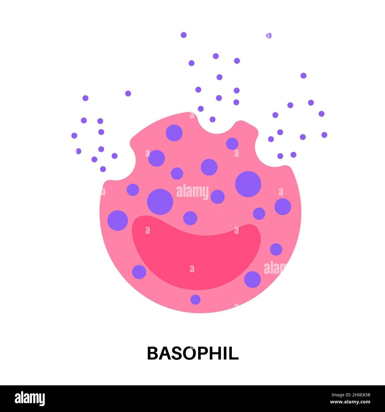 Basophil granulocyte hi-res stock photography and images - Alamy