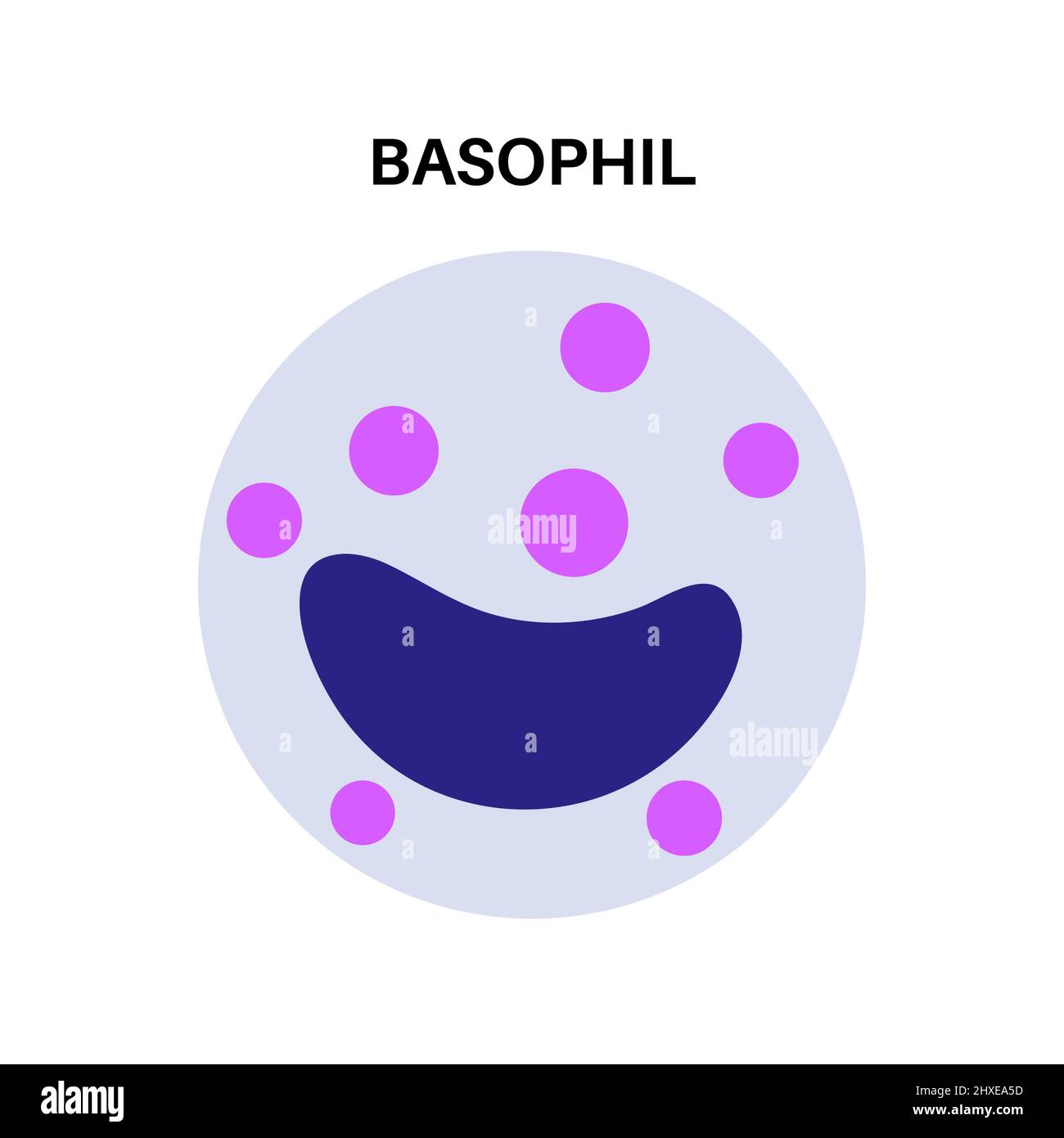 Basophil granulocyte hi-res stock photography and images - Alamy