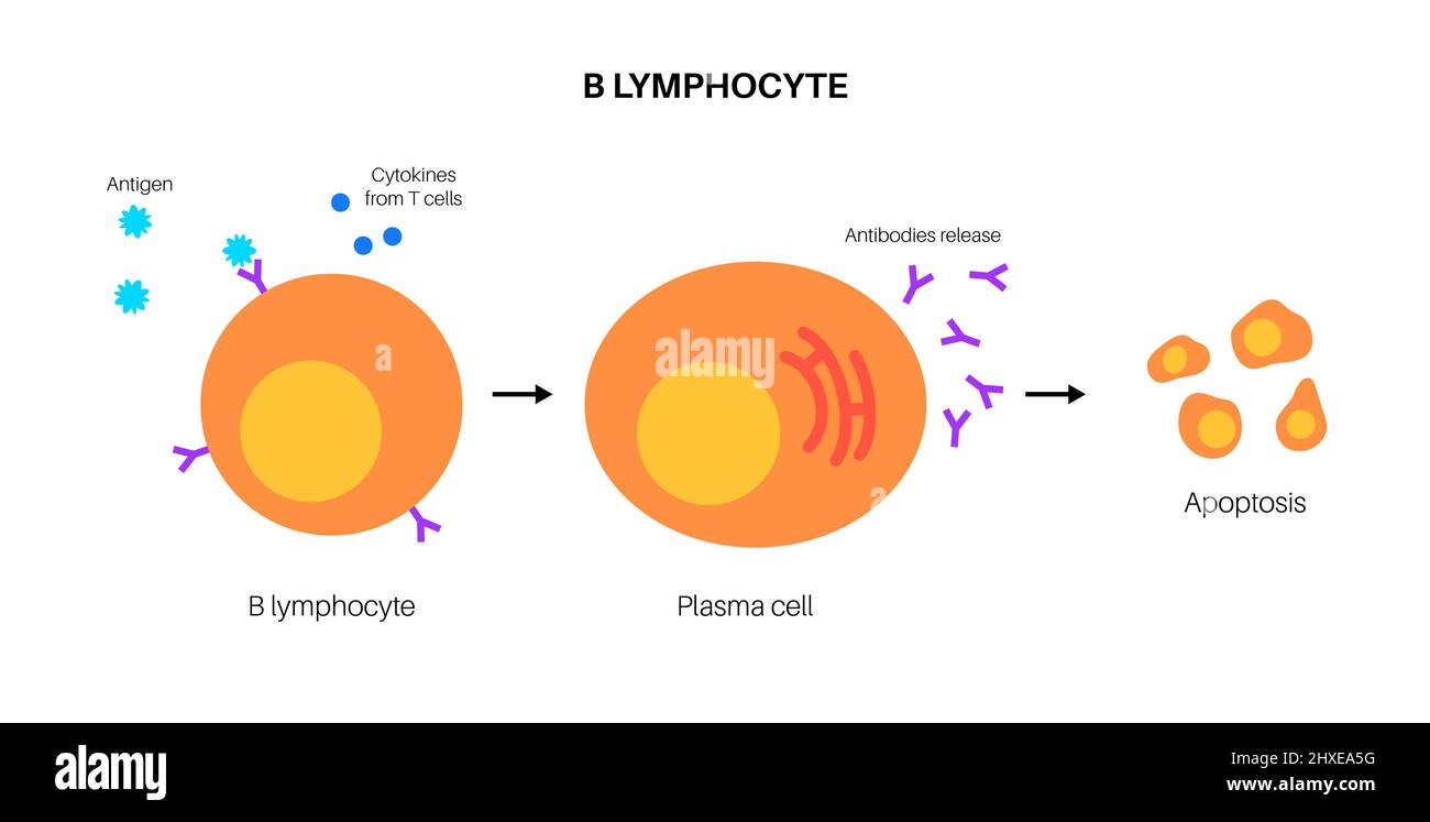 B cell activation, illustration Stock Photo - Alamy