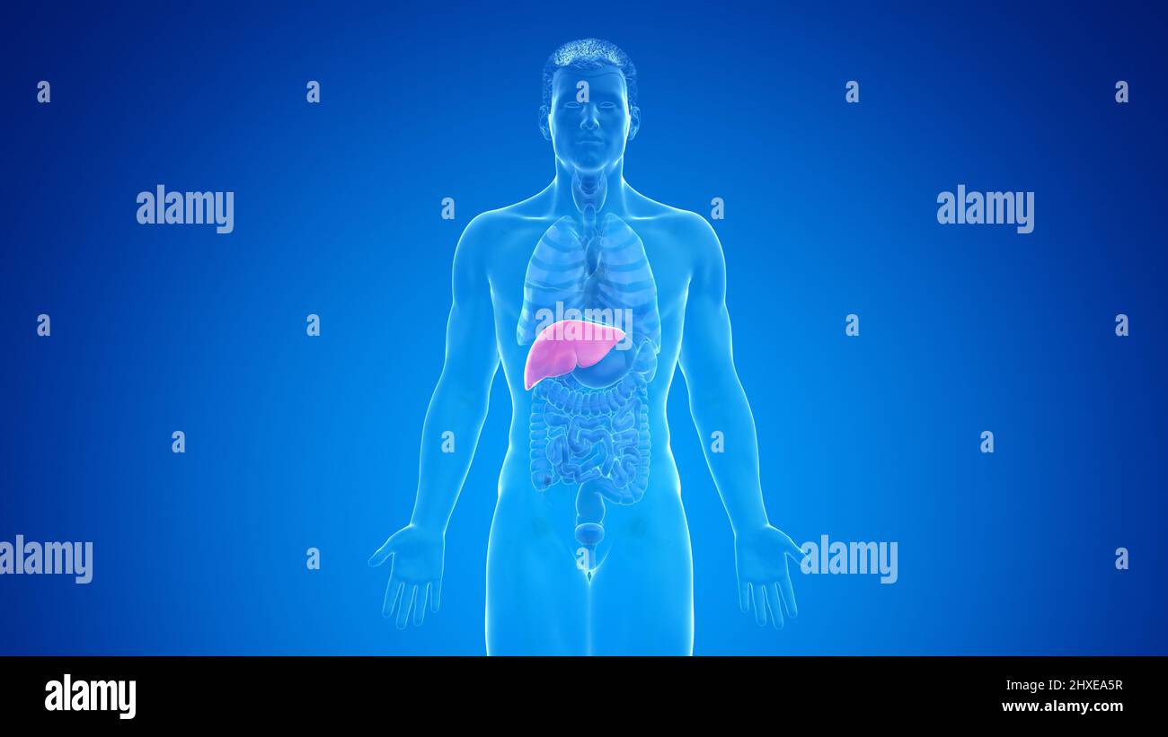 Human liver, illustration Stock Photo - Alamy