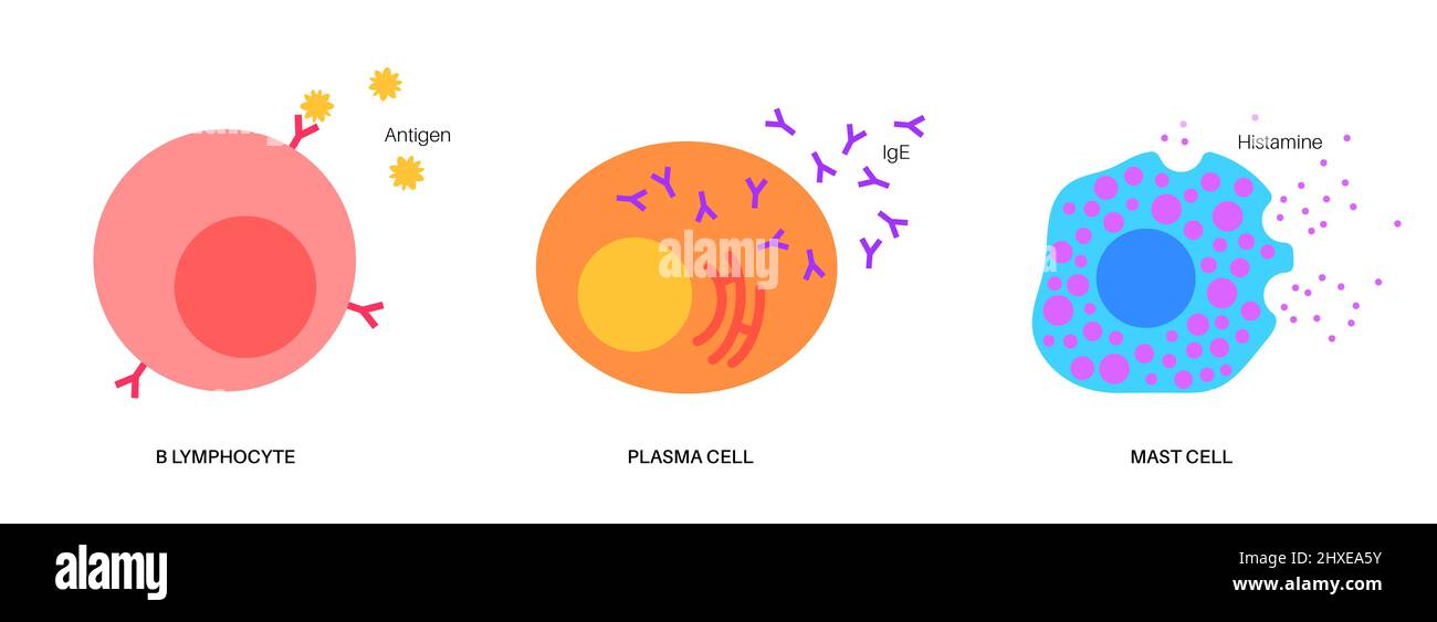 Lymphocyte basophil and mast cell, illustration Stock Photo - Alamy