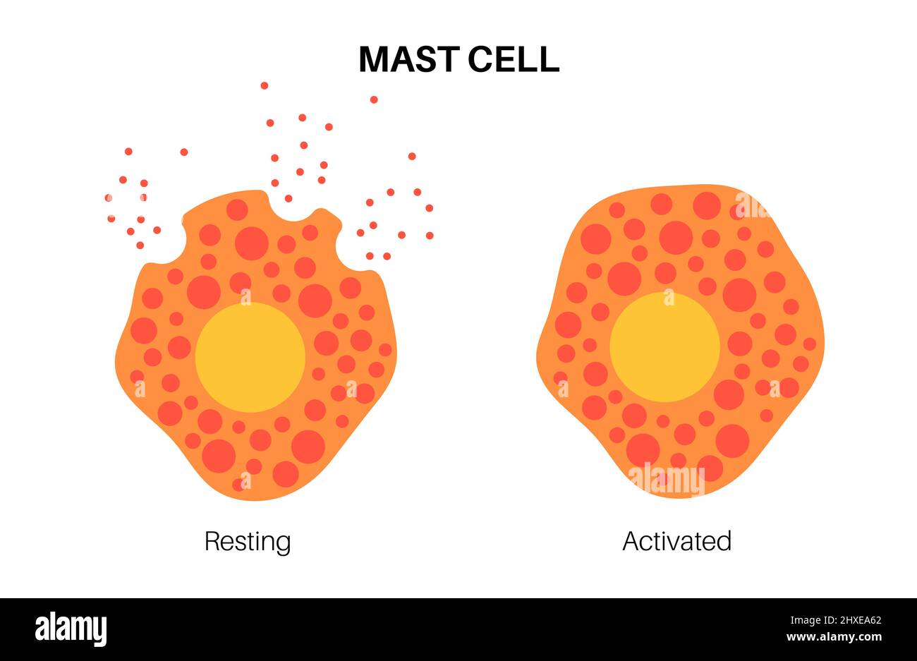 Mast cell, illustration Stock Photo - Alamy