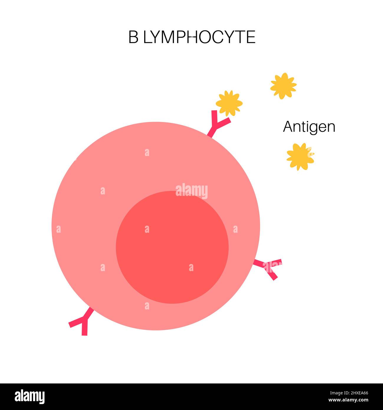 White blood cell diagram hi-res stock photography and images - Alamy