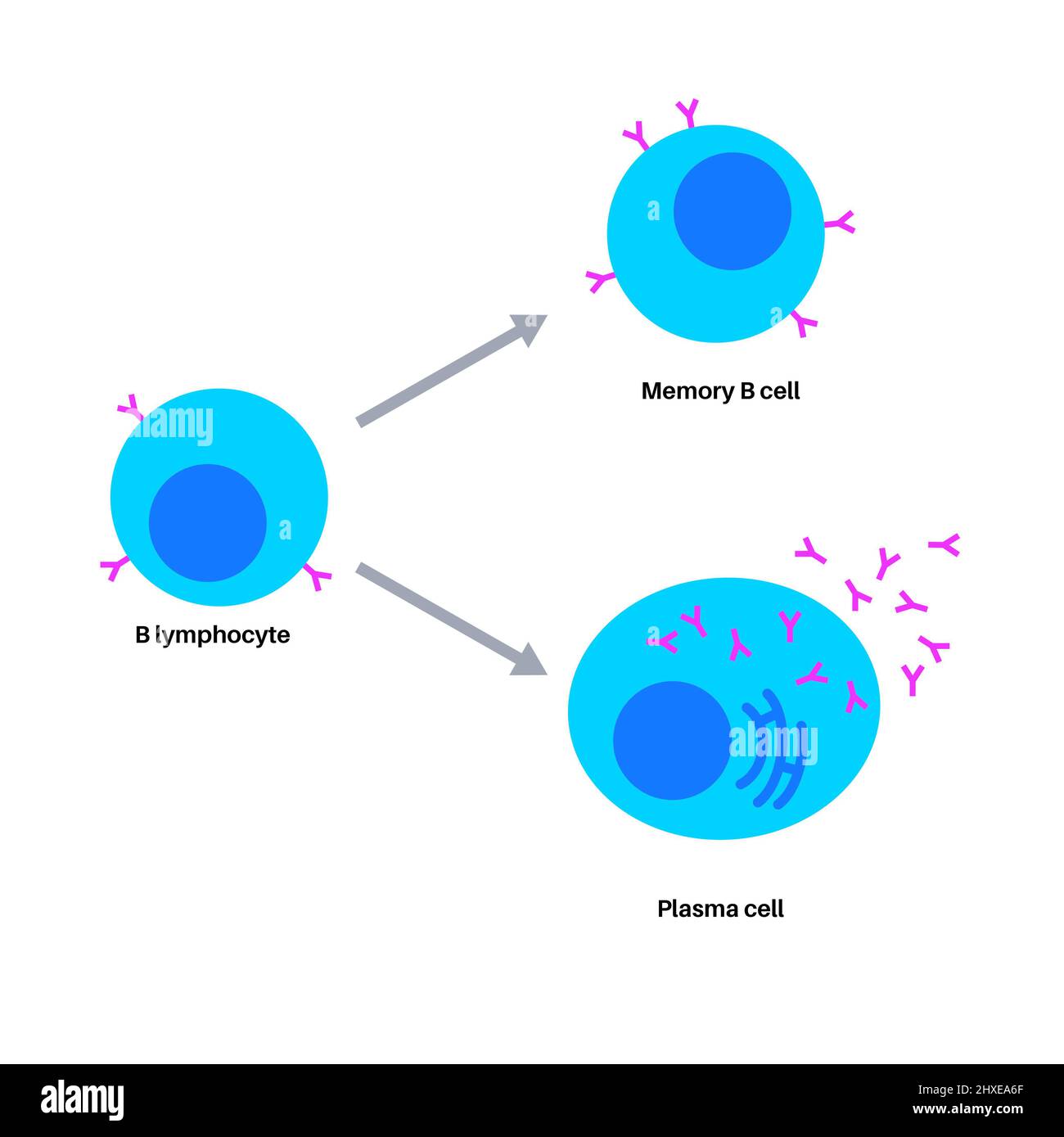 B cell lymphocyte, illustration Stock Photo - Alamy