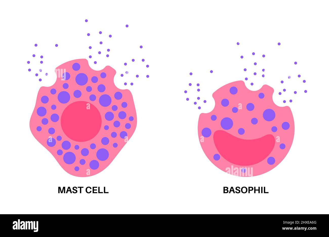 Mast cell granules Cut Out Stock Images & Pictures - Alamy