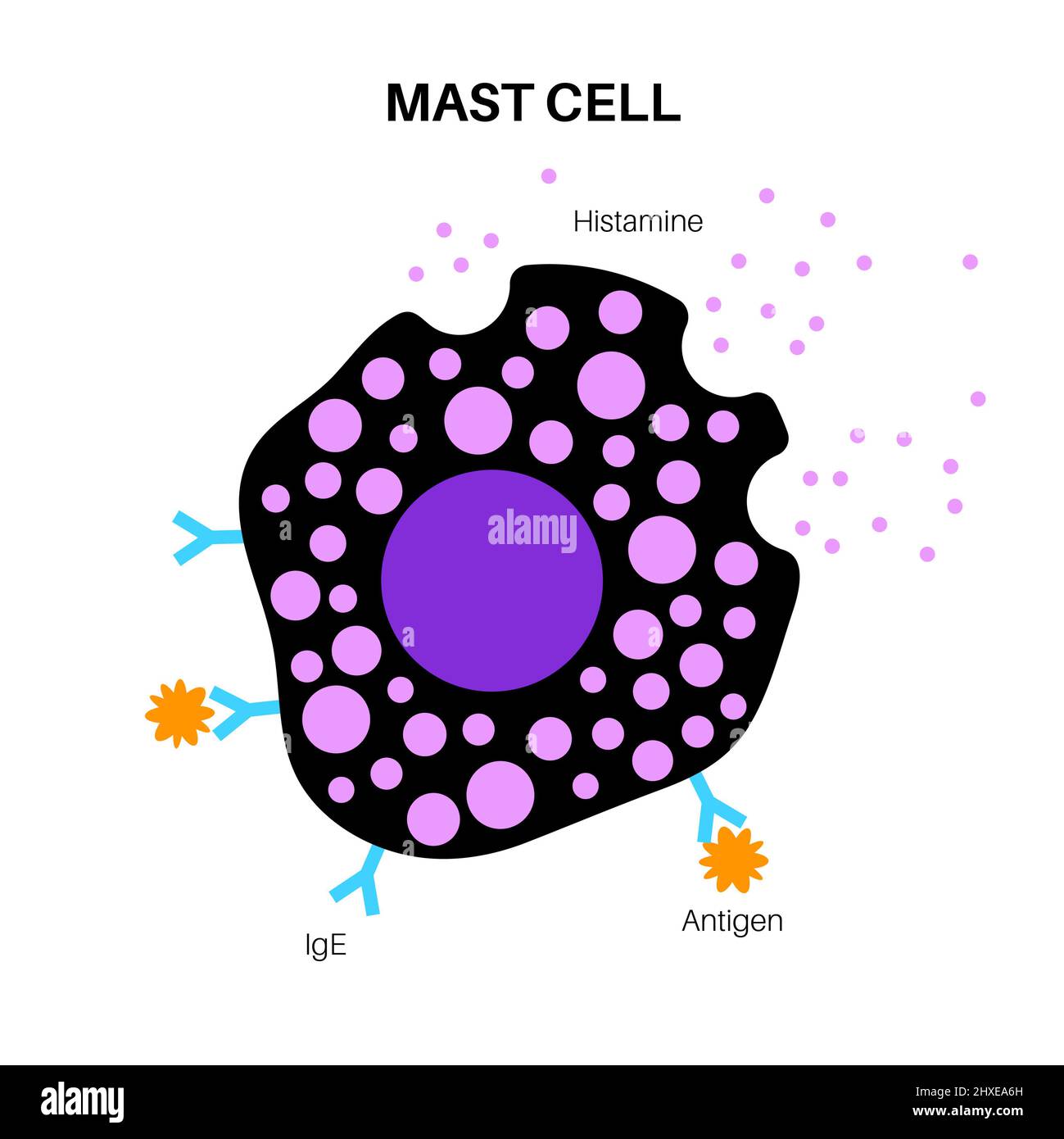 Mast cell, illustration Stock Photo - Alamy
