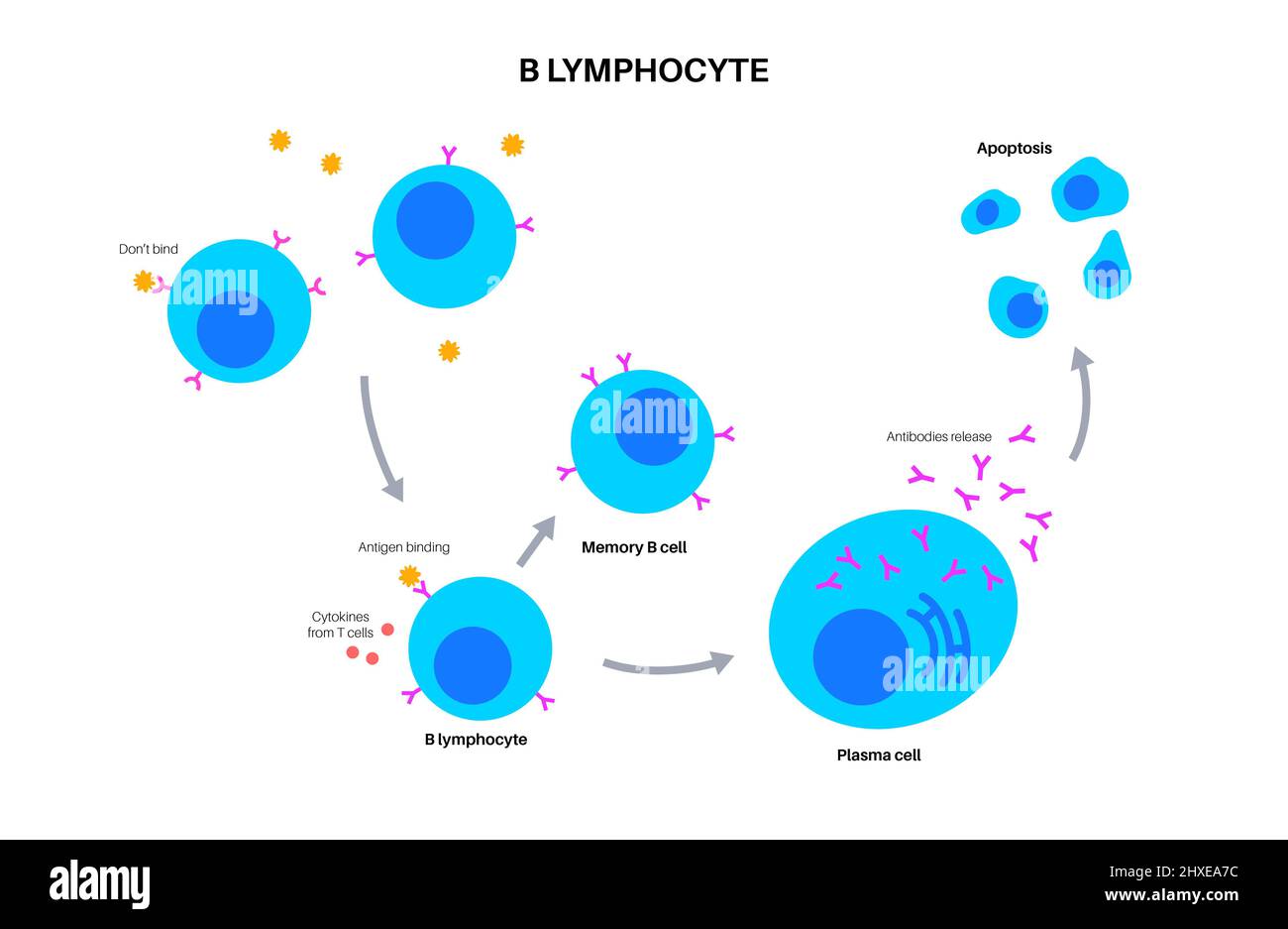 B cell activation, illustration Stock Photo - Alamy B cell activation, illustration Stock Photo - Alamy