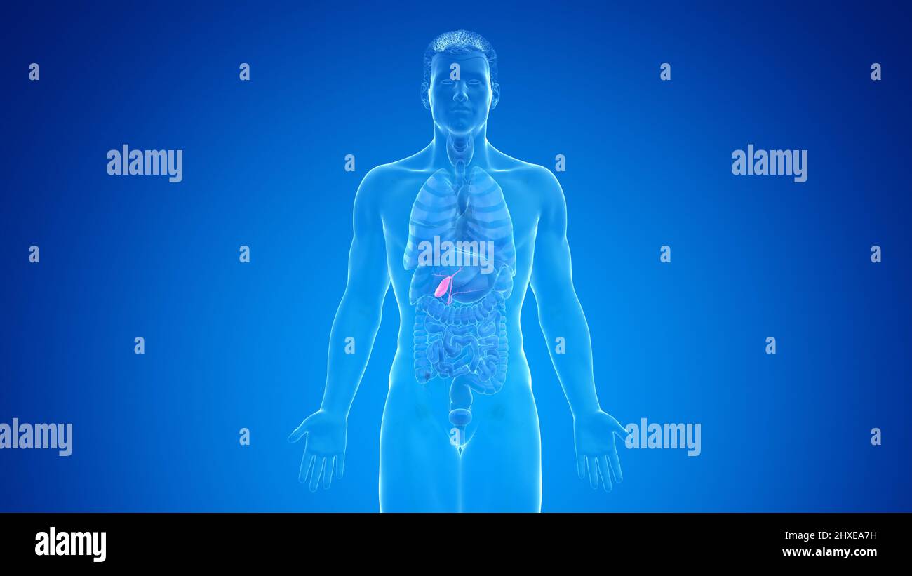 Human gallbladder, illustration Stock Photo - Alamy