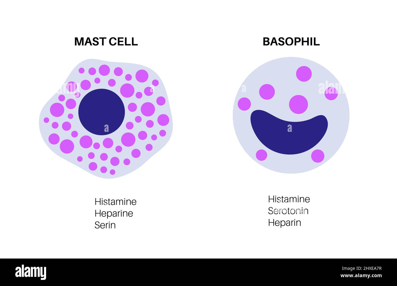 Basophil and mast cell, illustration Stock Photo - Alamy